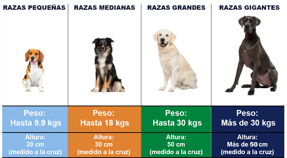 Razas De Perro Por Tamaño – VSMNK